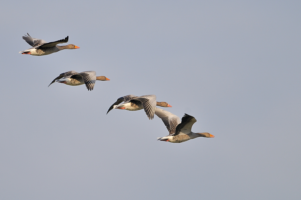 Wo wird die Reise wohl hingehen? Foto & Bild | tiere, wildlife, wild ...