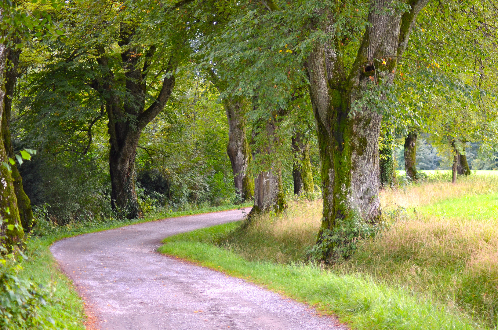 Wo wird dieser Weg nur enden ? Foto & Bild | landschaft, wege und pfade ...