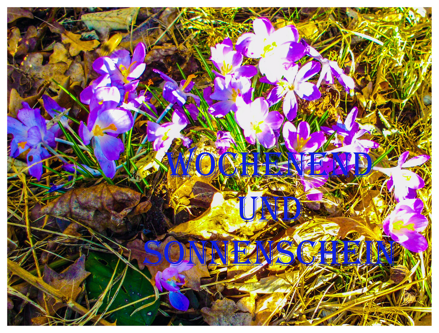"Wochenend und Sonnenschein ... Foto & Bild | natur, blüten, motive ...