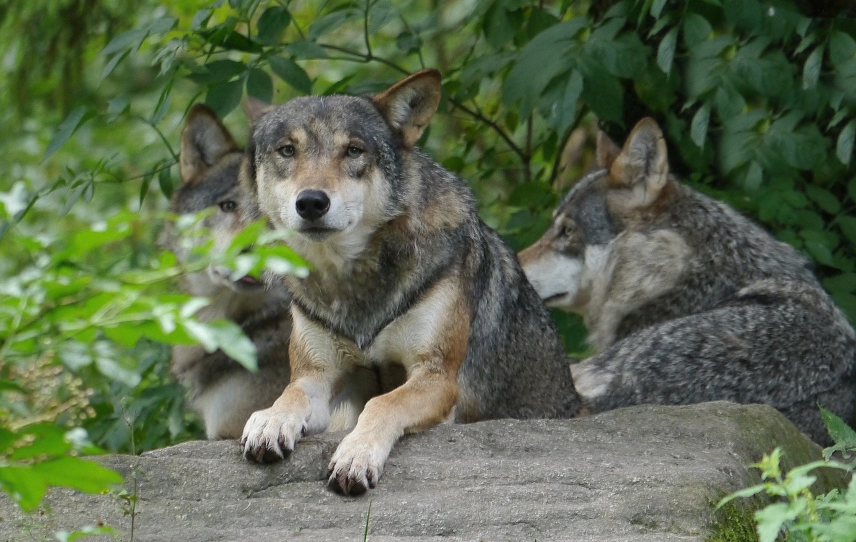 Wölfe Foto & Bild | spezial, natur, pflanzen Bilder auf fotocommunity