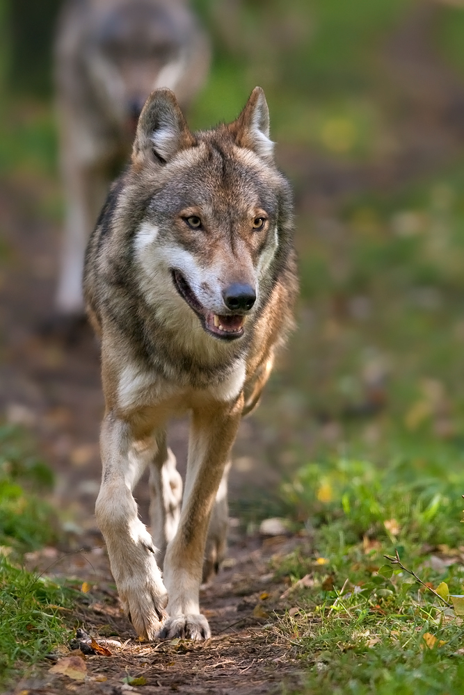 wölfe im ... Foto & Bild | tiere, zoo, wildpark & falknerei, säugetiere ...