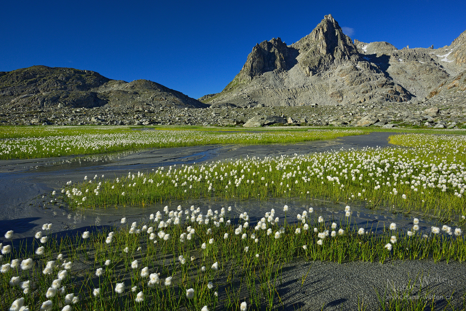 Wogen im Wollgrasmeer Foto & Bild | world, sommer, natur Bilder auf ...
