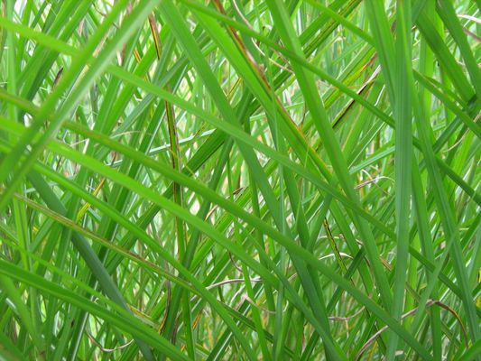 ManjaM - Fotos & Bilder - Fotografin aus Cuxhaven, Deutschland ...