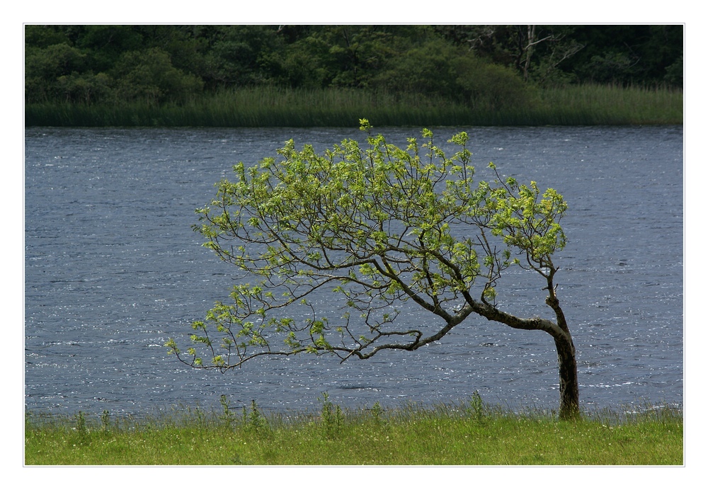 woher der Wind weht Foto & Bild | europe, united kingdom & ireland ...