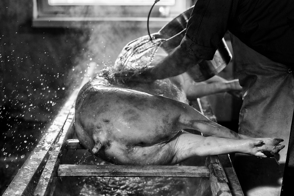 woher unser Fleisch kommt XIII Foto & Bild | monochrom, bearbeitungs - techniken, dokumentation ...