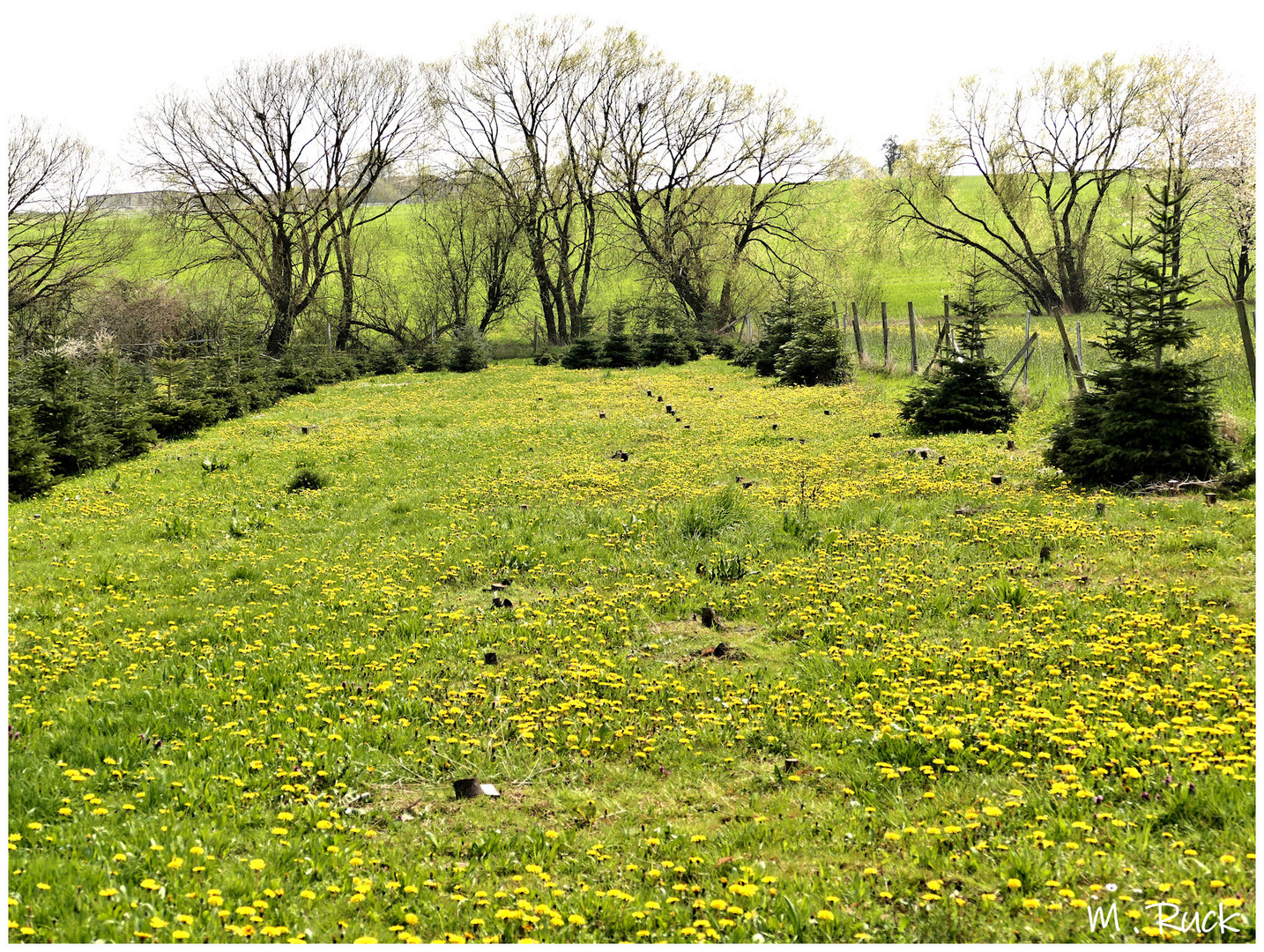 Wohin das Auge auch schaut , blüht der Löwenzahn Foto & Bild ...