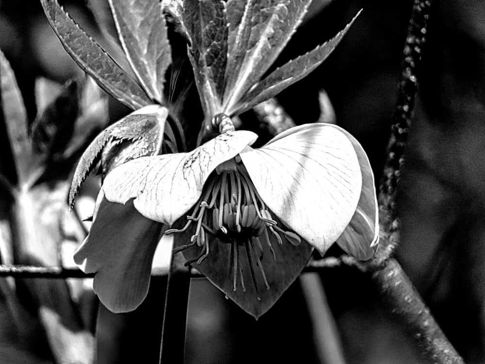 Wohlriechende Nieswurz zum SW-Freitag Foto & Bild | pflanzen, pilze & flechten, projekte, 5 ...