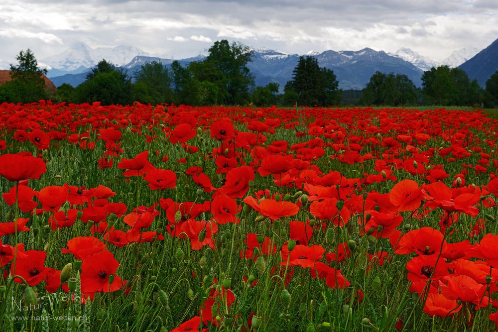 Wohltat für die Sinne Foto & Bild | world, rot, mohnfeld Bilder auf ...