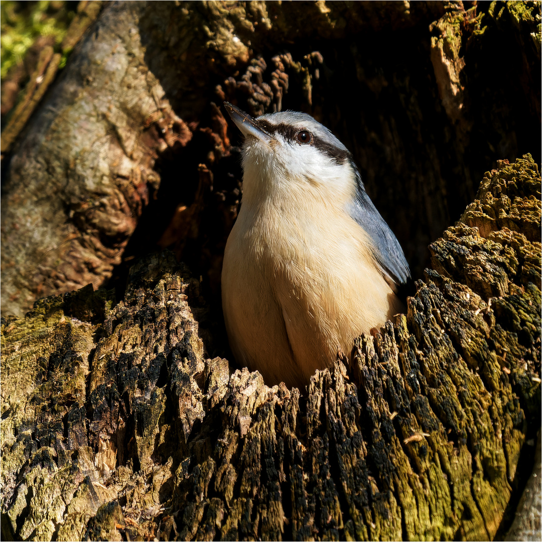 Wohnung mit Fernblick ..... Foto & Bild | tiere, wildlife, wild lebende ... Wohnung mit Fernblick ..... Foto & Bild | tiere, wildlife, wild lebende ...