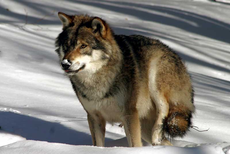 Wolf 06 Foto & Bild | tiere, wildlife, säugetiere Bilder auf fotocommunity