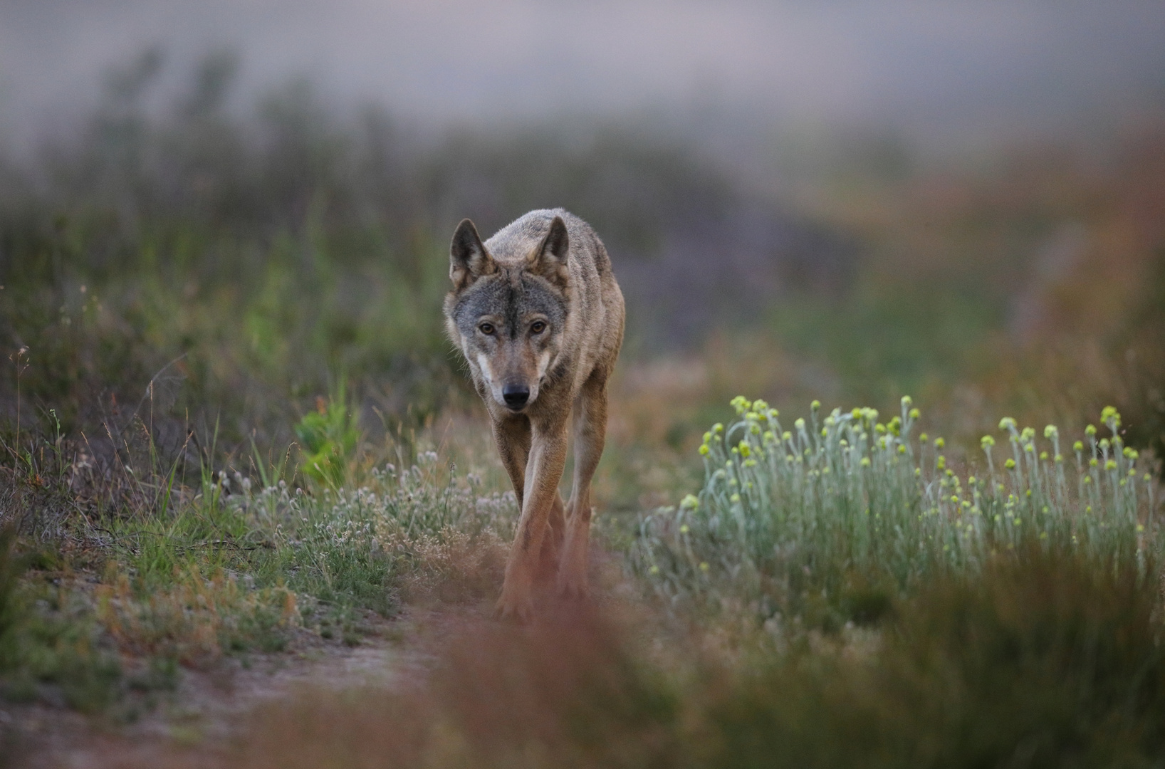 Wolf 19 Foto & Bild | wildlife, natur Bilder auf fotocommunity