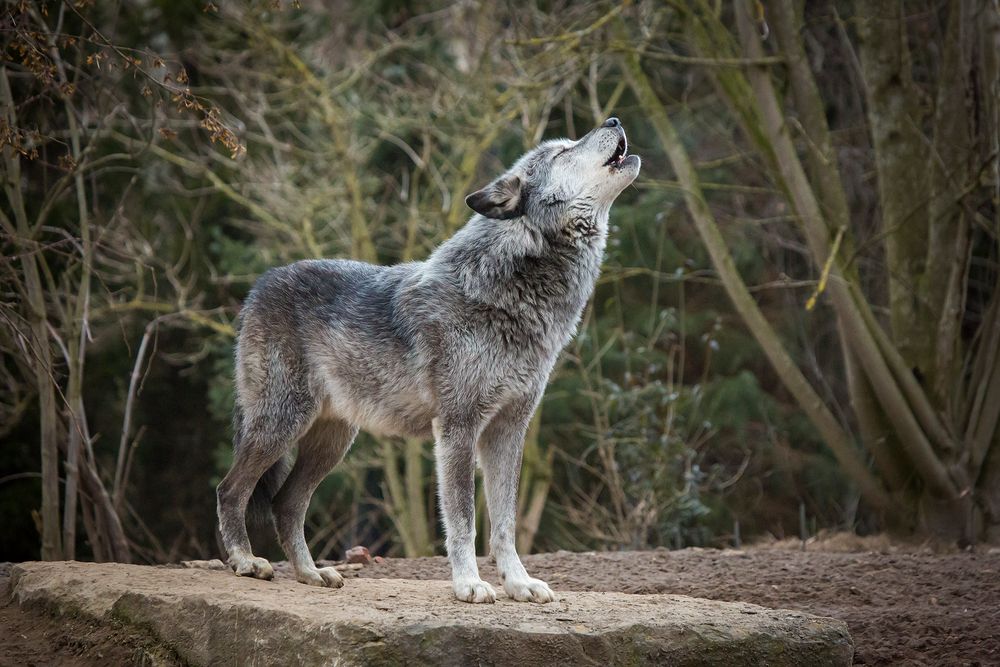 Wolf beim heulen Foto & Bild | tiere, zoo, wildpark & falknerei, canon ...