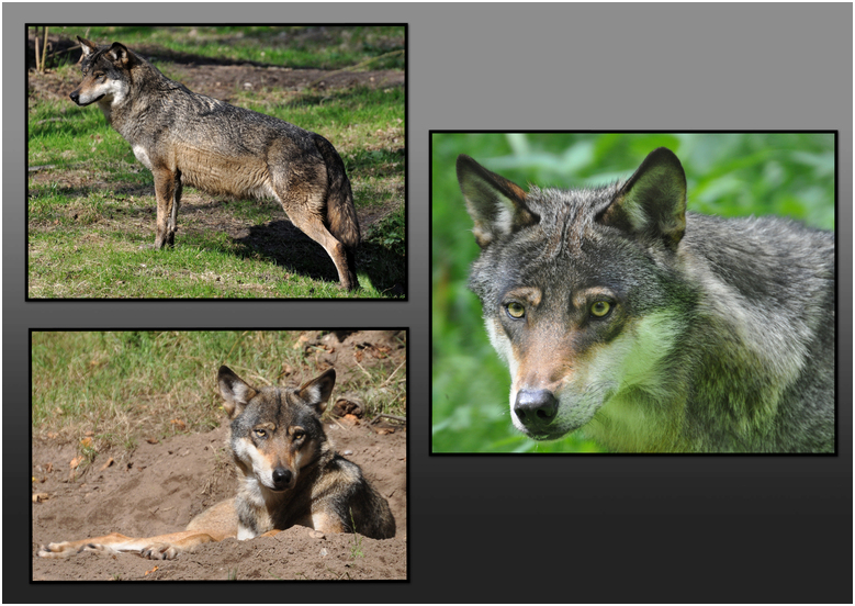 Wolf-Foto-Collage Foto & Bild | tiere, zoo, wildpark & falknerei ...