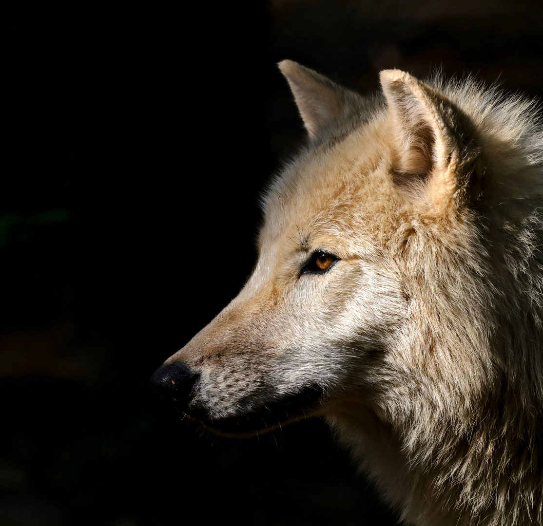 Wolf im Licht Foto & Bild | fotos, canon, youth Bilder auf fotocommunity