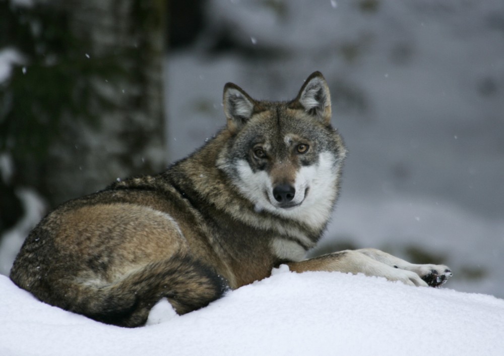 Wolf im Nationalpark Bayerischer Wald (Tierfreigelände) - 2 Foto & Bild ...