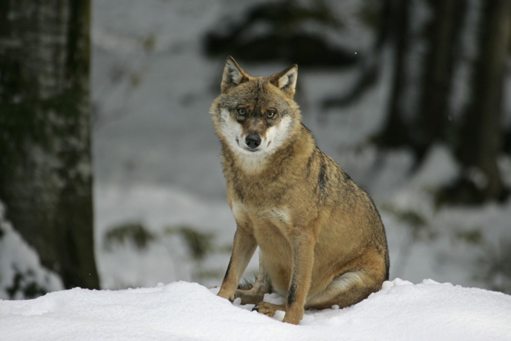Wolf im Nationalpark Bayerischer Wald (Tierfreigelände) - 3 Foto & Bild ...