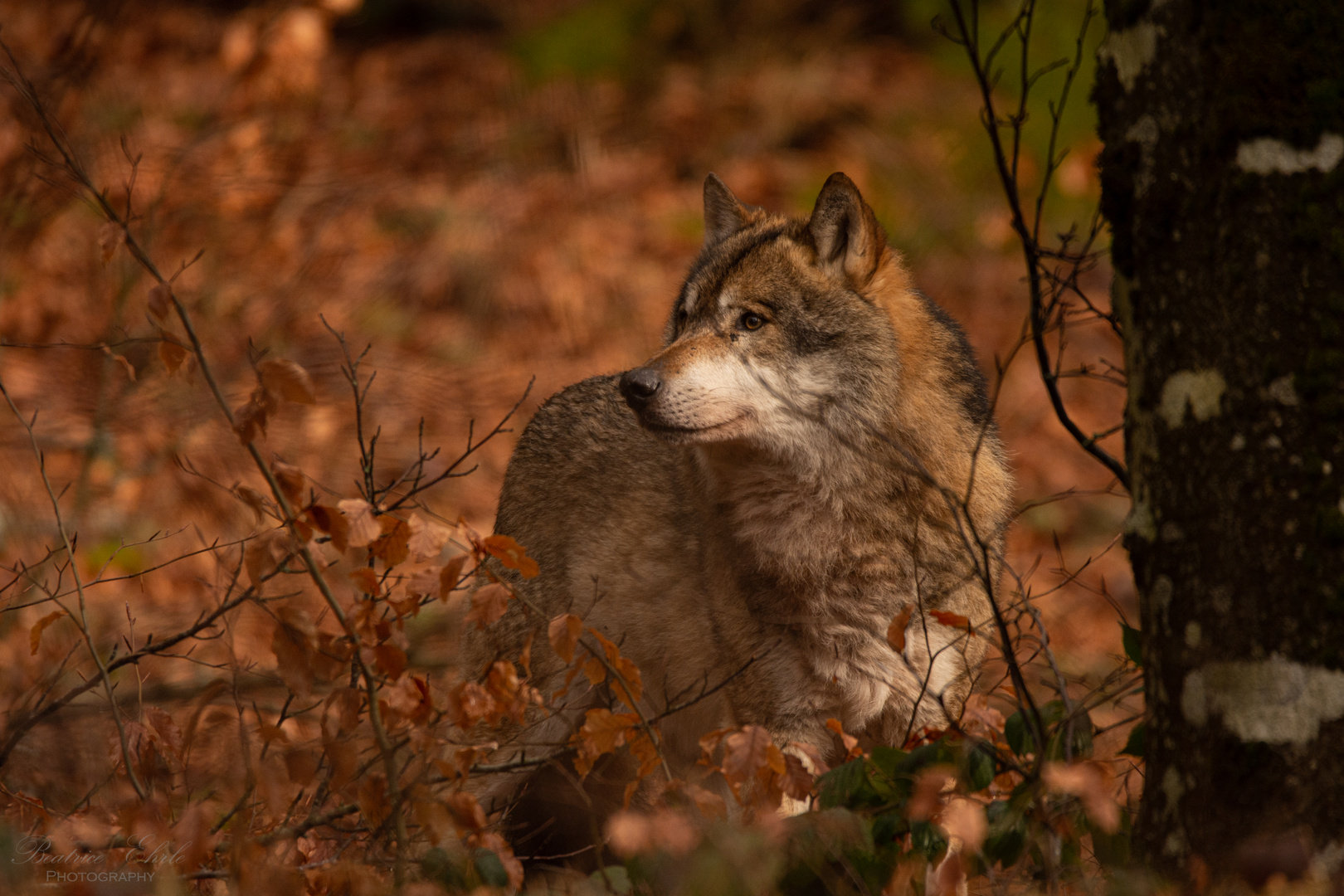 Wolf im Nationalpark Bayr. Wald Foto & Bild | tiere, zoo, wildpark ...