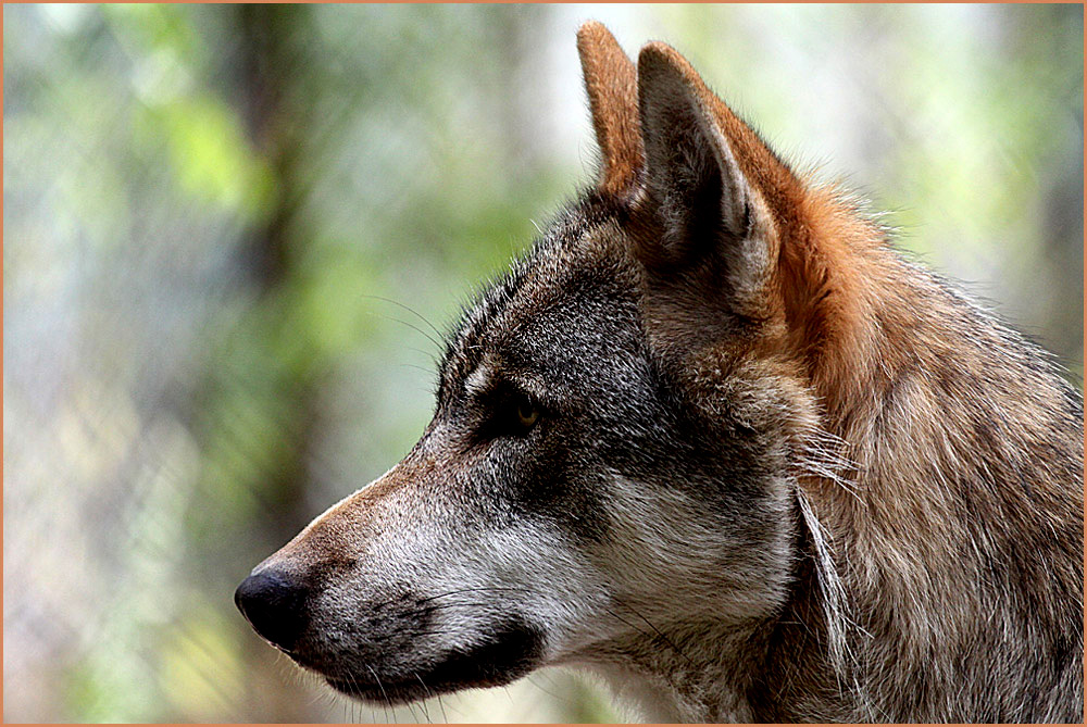 Wolf im Profil Foto & Bild | tiere, zoo, wildpark & falknerei ...