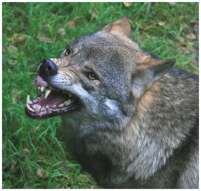 Wolf im Wildpark Schorfheide Foto & Bild | tiere, zoo, wildpark ...