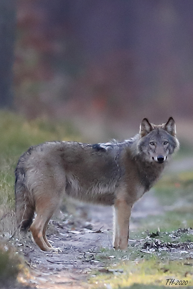 Wolf in Brandenburg Foto & Bild | tiere, wildlife, säugetiere Bilder ...