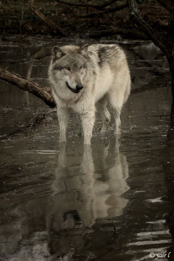 Wolf Of Water