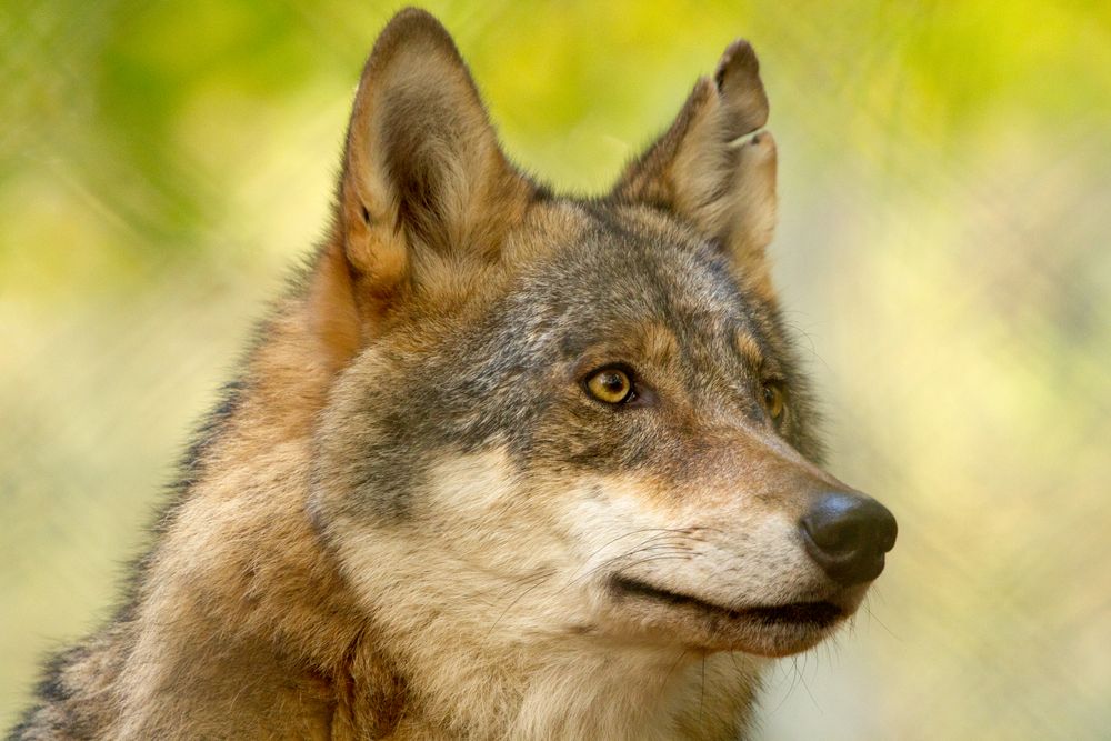 Wolf mit angeknabberten Ohr Foto & Bild | tiere, zoo, wildpark ...