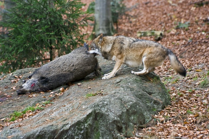 Wolf mit Beute Foto & Bild | tiere, zoo, wildpark & falknerei, \"wilde ...