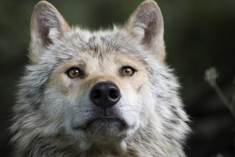 Wolf-Portrait Foto & Bild | tiere, zoo, wildpark & falknerei ...