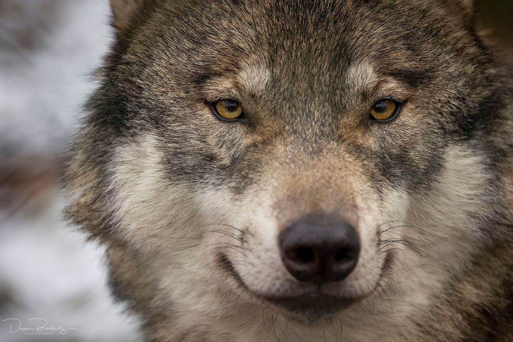 Wolf - Schau mir in die Augen.... Foto & Bild | fotos, art, canon ...