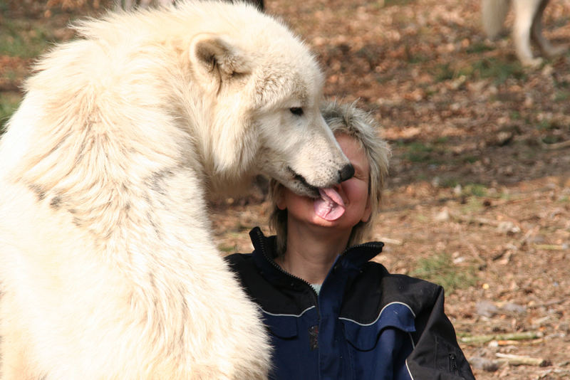 Wolf und Mensch - Vertrauen #2 Foto & Bild | tiere, tier und mensch ...