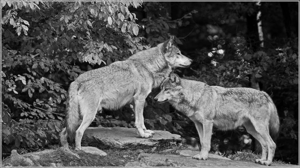 Wolf und Wölfin Foto & Bild | tiere, zoo, wildpark & falknerei ...
