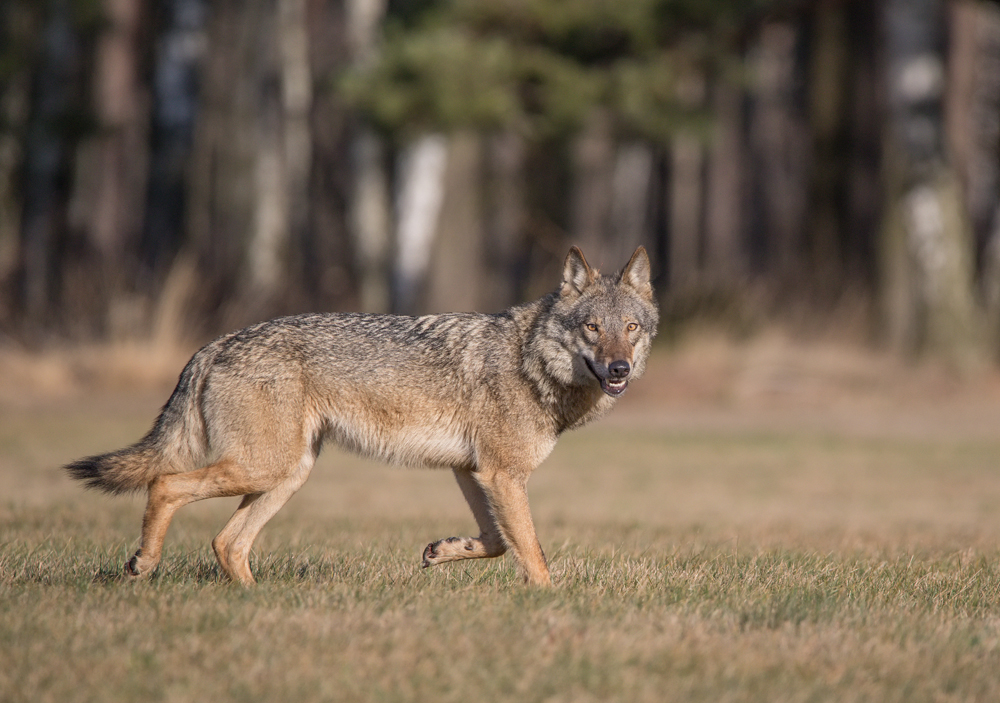 Wolf, wildlife in Brandenburg. Foto & Bild | tiere, wildlife, natur ...