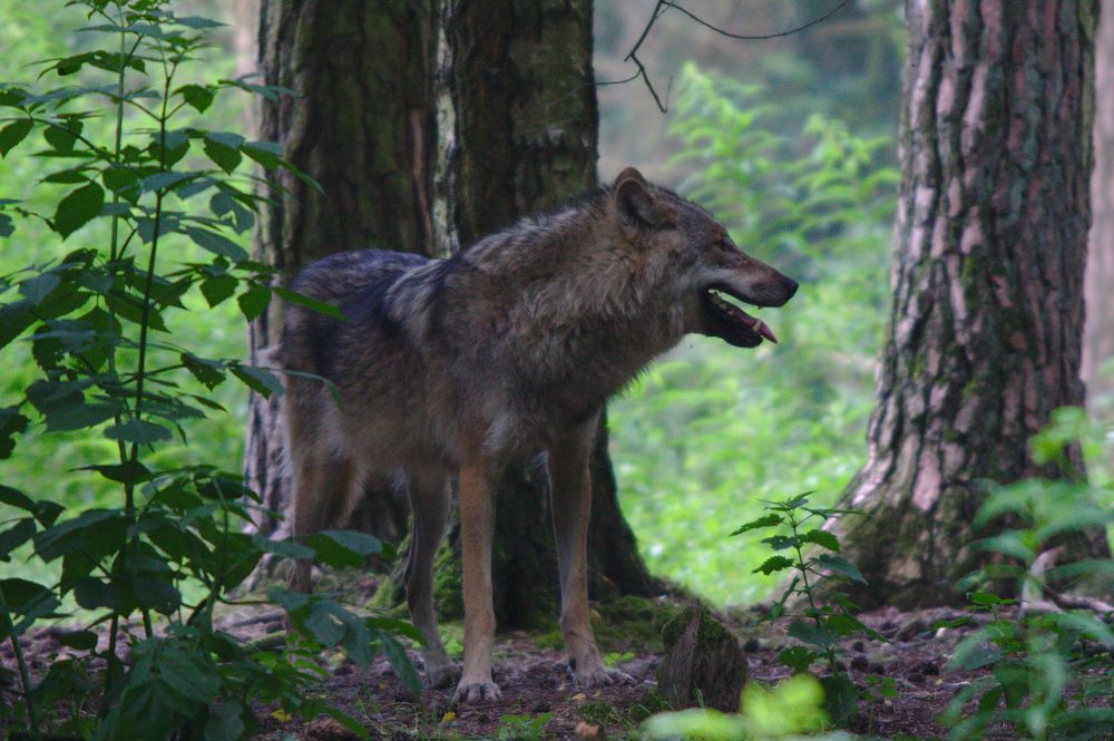 Wolf (Wildpark Gangelt) Foto & Bild | tiere, zoo, wildpark & falknerei ...