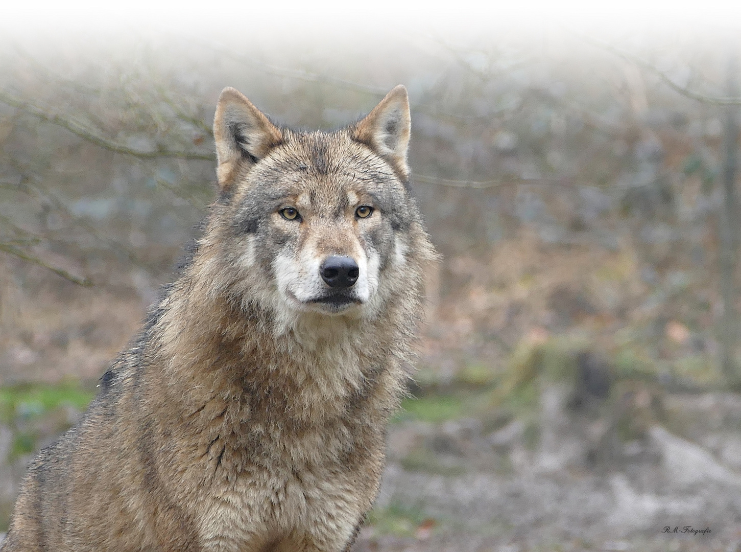 °Wolf°Portrait° Foto & Bild | emotionen, vertrauen, rm-fotografie ...