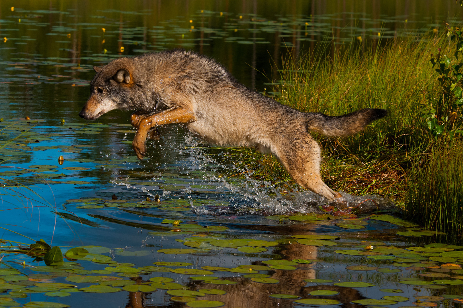 Wolfs Sprung Foto & Bild | natur, see, wolf Bilder auf fotocommunity