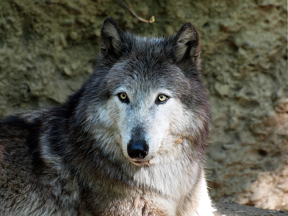 Wolfsgesicht Foto & Bild | tiere, zoo, wildpark & falknerei, zoo basel ...