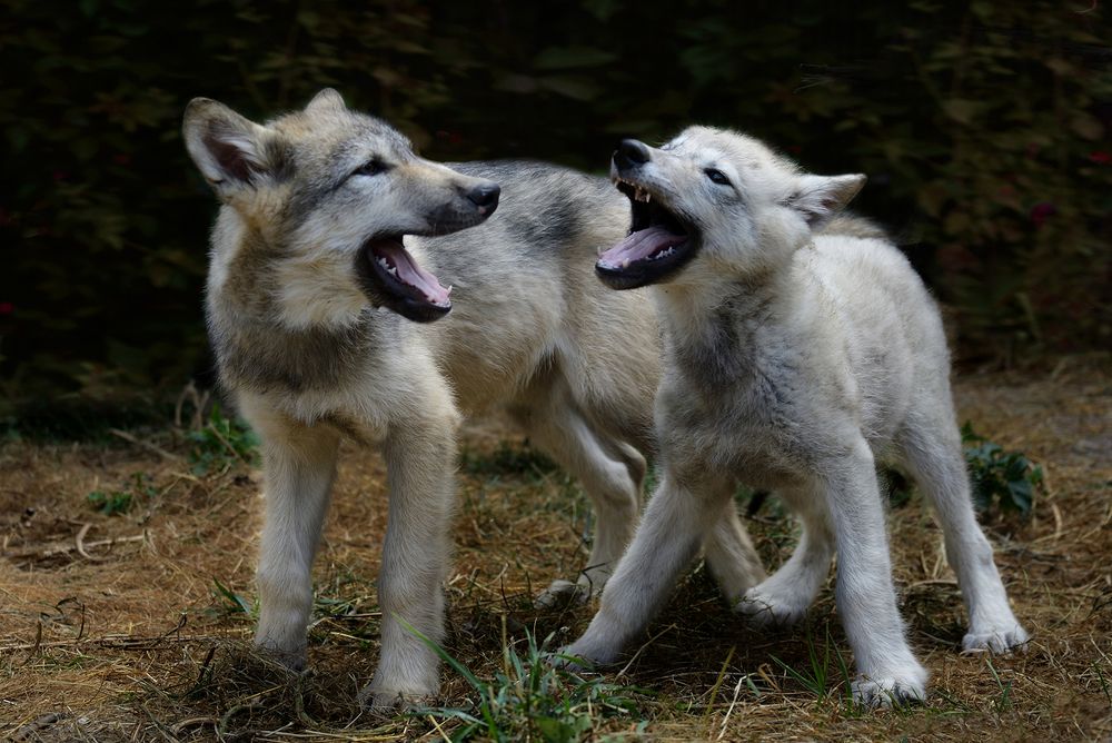 Wolfskinder Foto & Bild | tiere, zoo, wildpark & falknerei, säugetiere ...