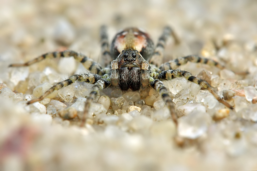 Wolfspinne Foto & Bild | tiere, wildlife, spinnen Bilder auf fotocommunity