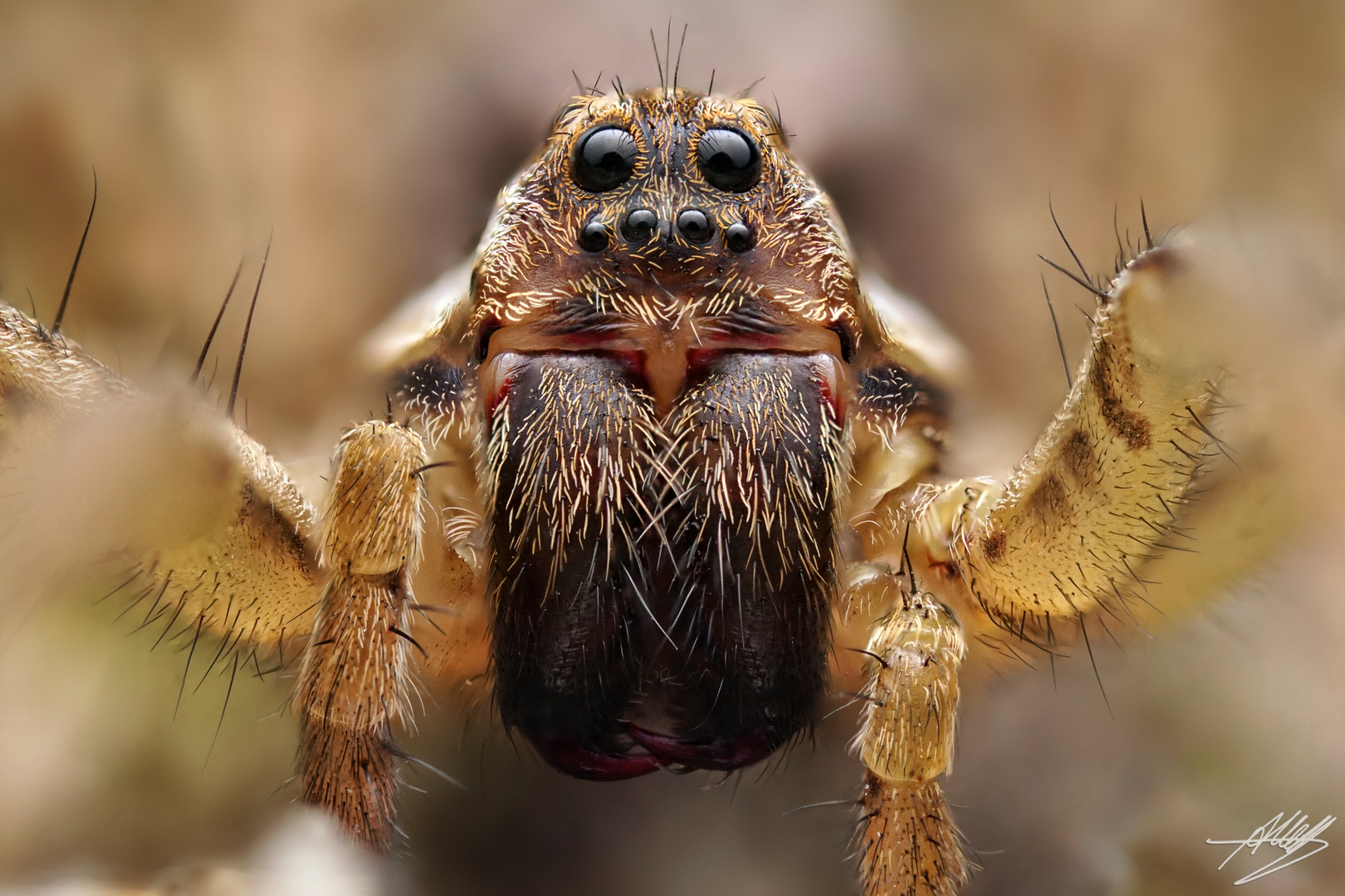 Wolfspinne Foto & Bild | makro, natur, nahaufnahme Bilder auf fotocommunity