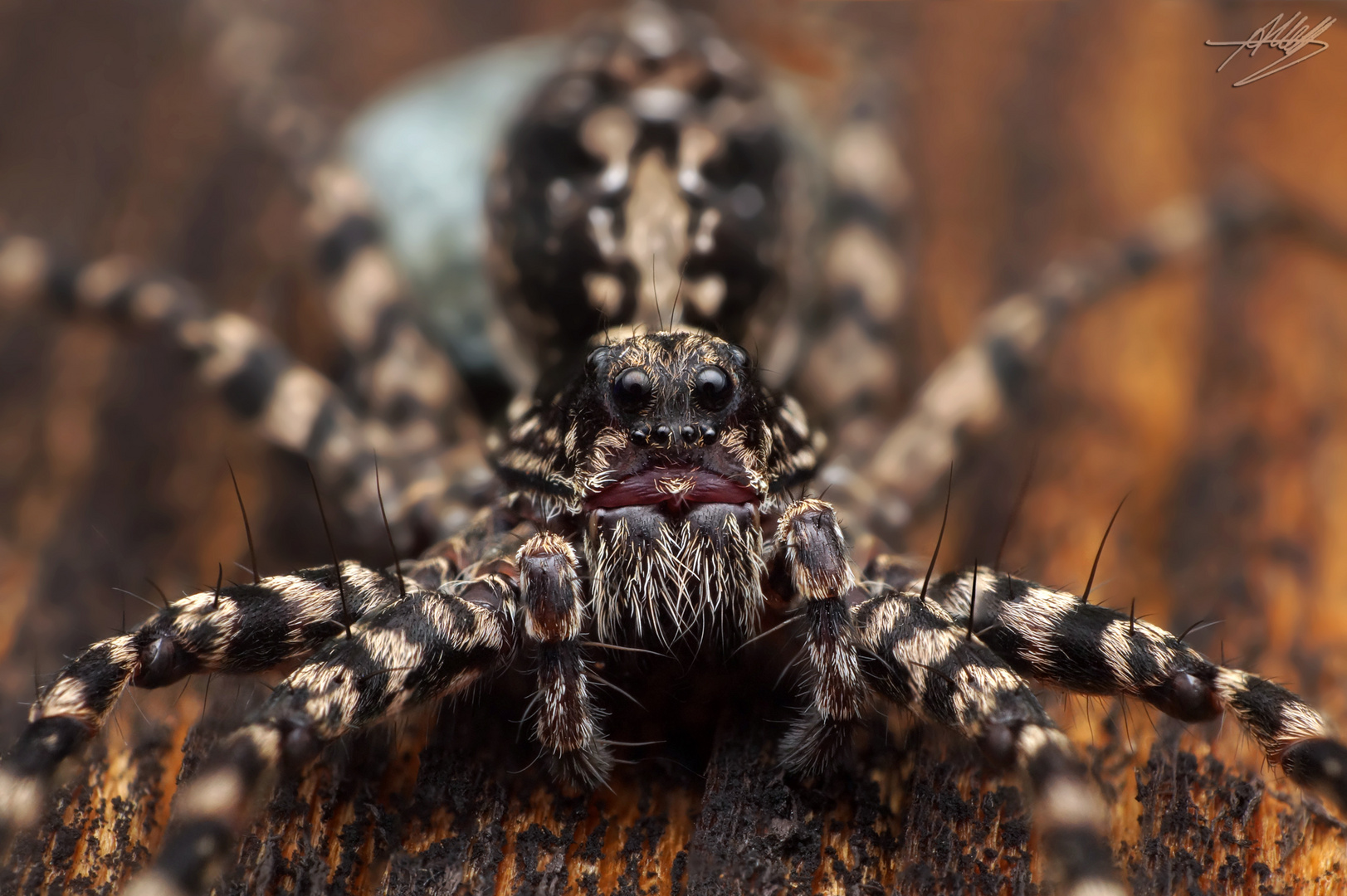 Wolfspinne (Acantholycosa lignaria) Foto & Bild | tiere, wildlife ...