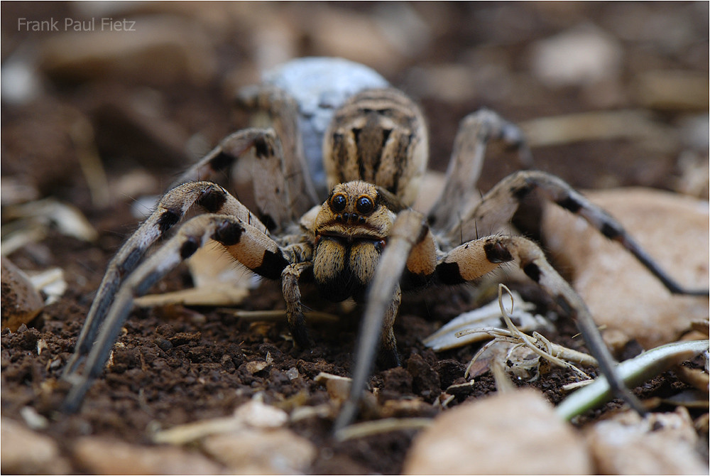 Wolfspinne (Lycosidae) #03 Foto & Bild | tiere, wildlife, spinnen ...