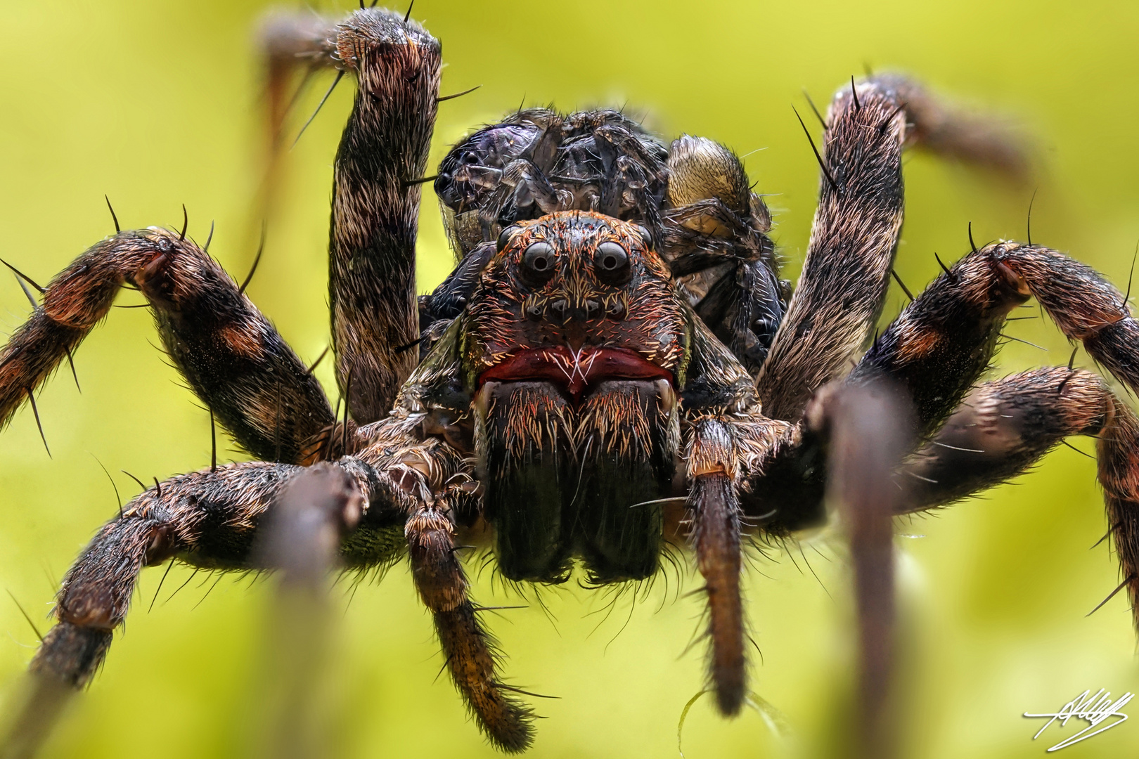 Wolfspinne mit Babies Foto & Bild | tiere, wildlife, spinnen Bilder auf ...