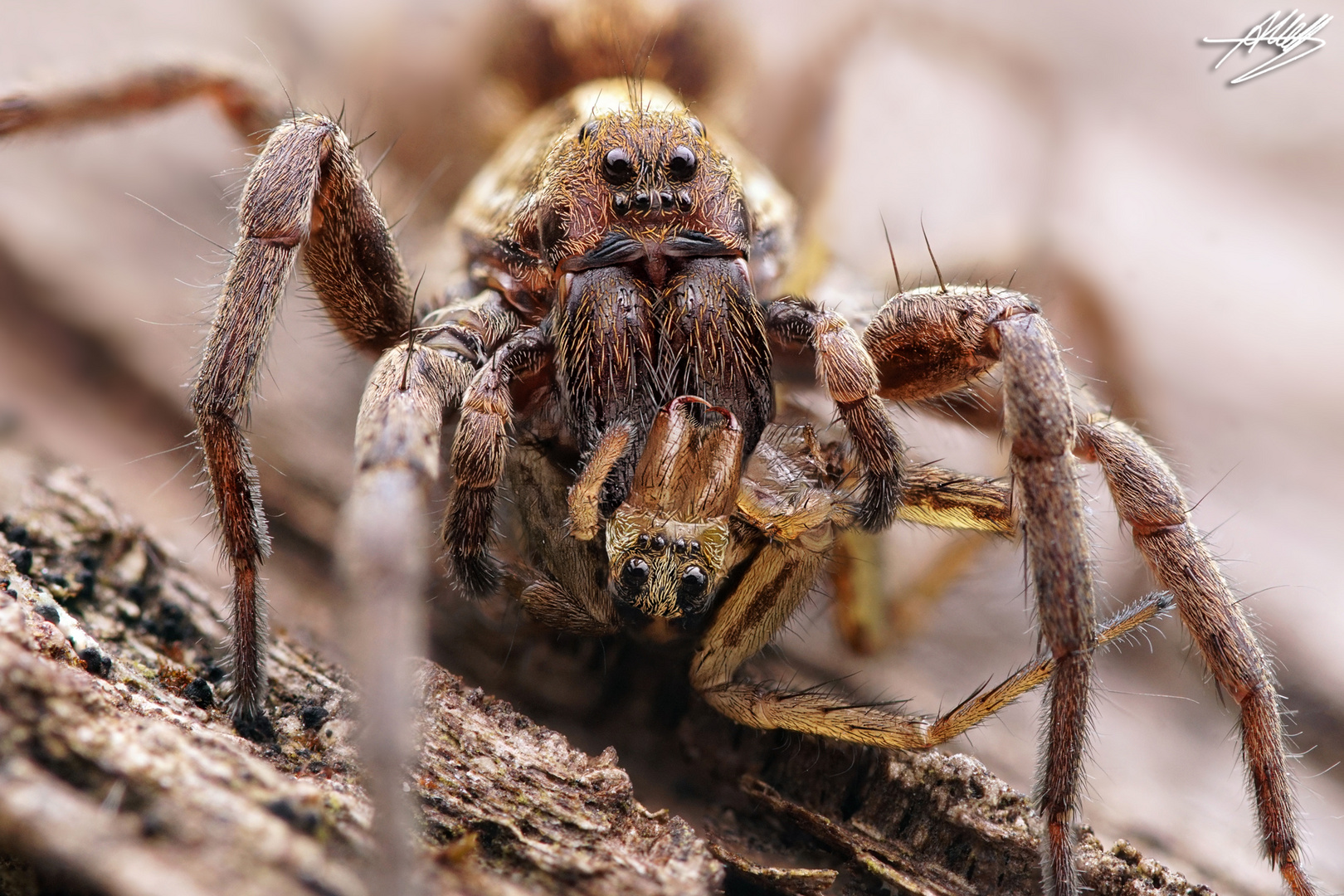 Wolfspinne mit Beute Foto & Bild | tiere, wildlife, spinnen Bilder auf ...