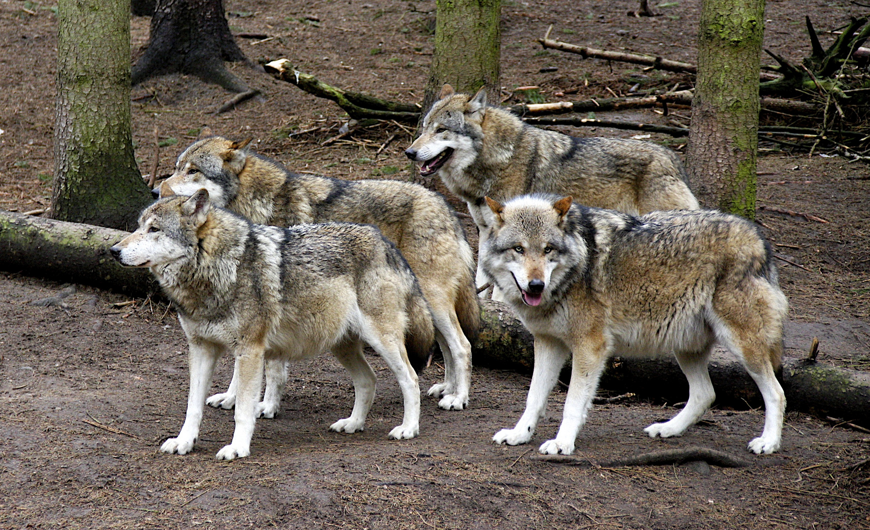 Wolfsrudel Foto & Bild | tiere, zoo, wildpark & falknerei, säugetiere ...