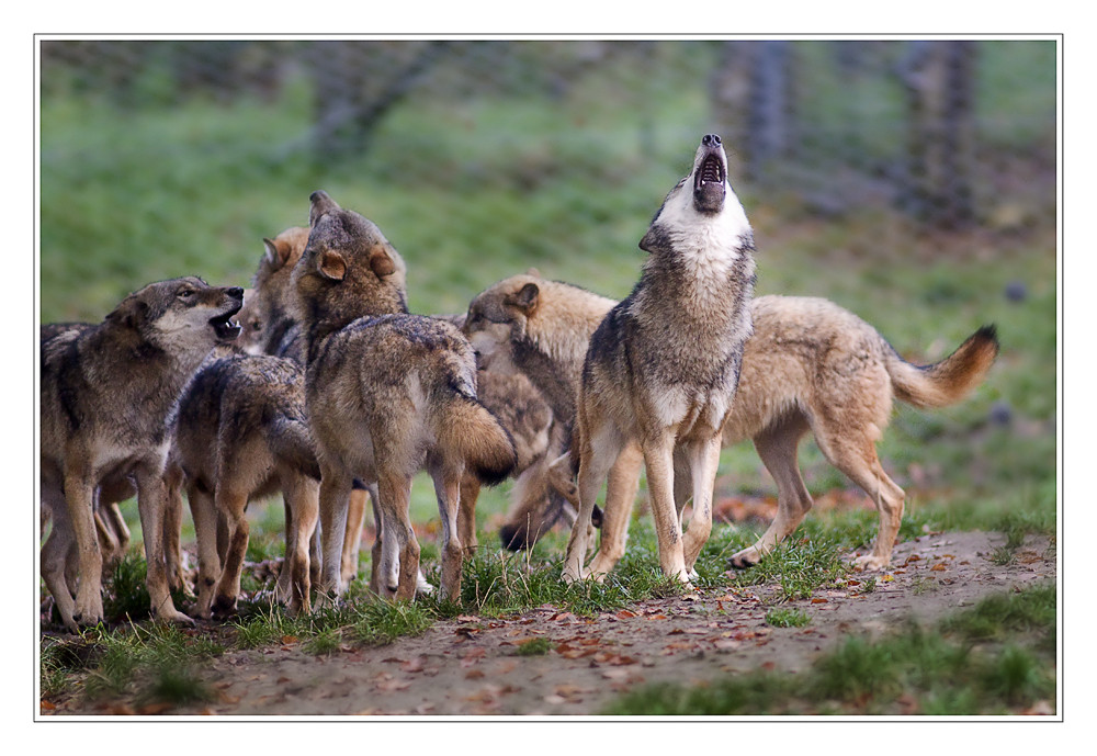 Wolfsrudel Foto & Bild | tiere, zoo, wildpark & falknerei, säugetiere ...
