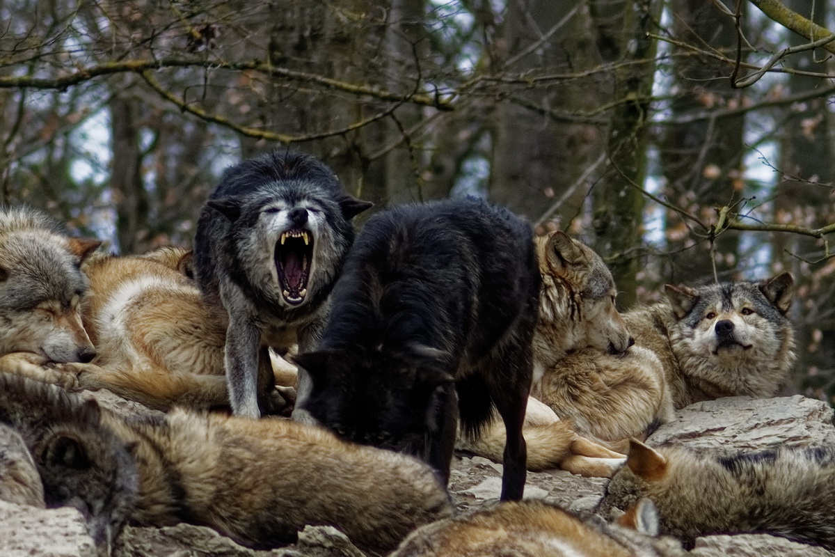 Wolfsrudel Foto & Bild | tiere, zoo, wildpark & falknerei, säugetiere ...