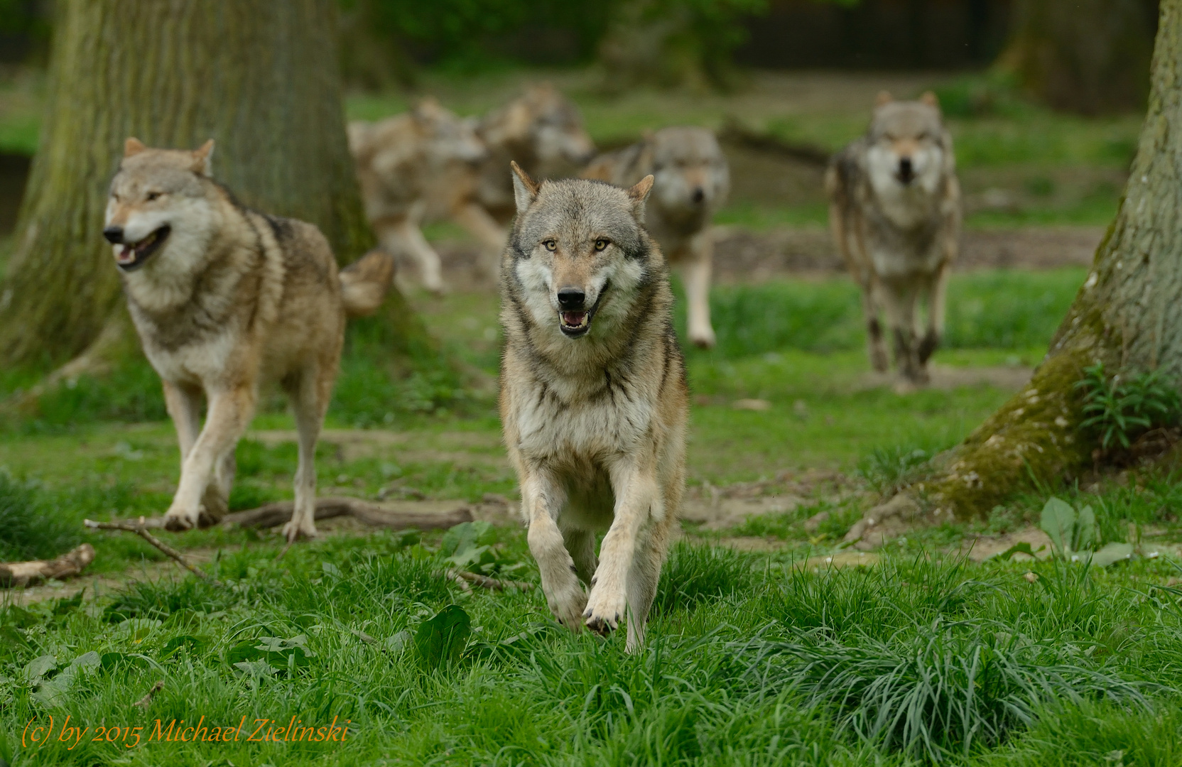 Wolfsrudel Foto & Bild | nikon, wald, natur Bilder auf fotocommunity