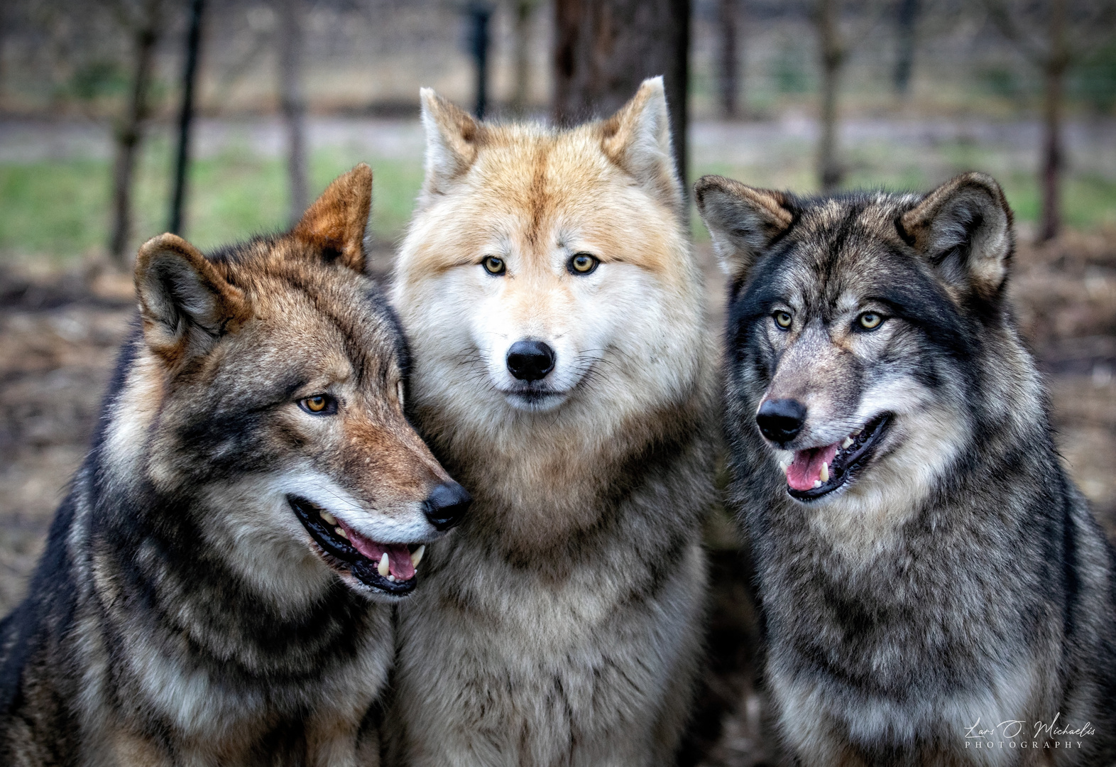 Wolfsrudel Foto & Bild | world, natur, zoo Bilder auf fotocommunity