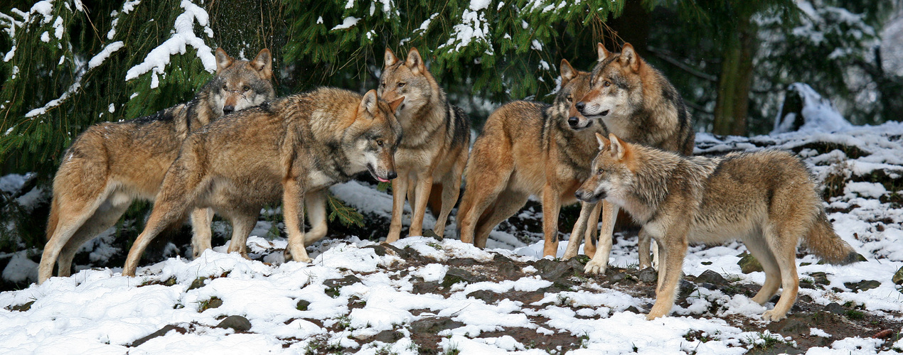 Wolfsrudel Foto & Bild | tiere, zoo, wildpark & falknerei, säugetiere ...