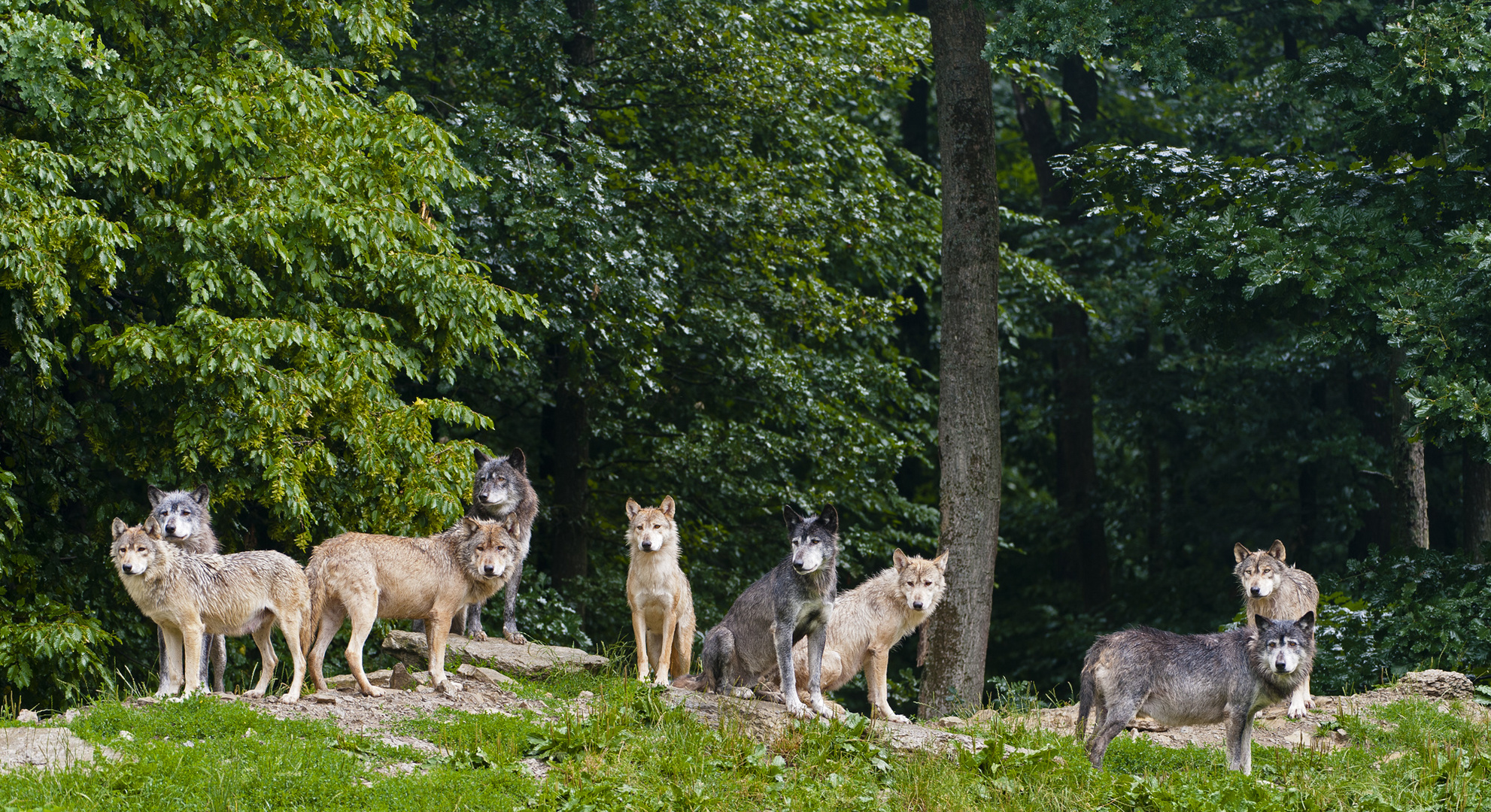 Wolfsrudel - Timberwölfe Bad Mergentheim Foto & Bild | tiere, zoo ...